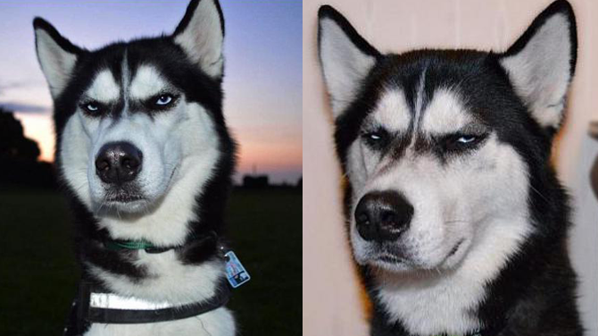 Conoce a Anuko, el Husky siberiano que le hace la competencia a Grumpy ...