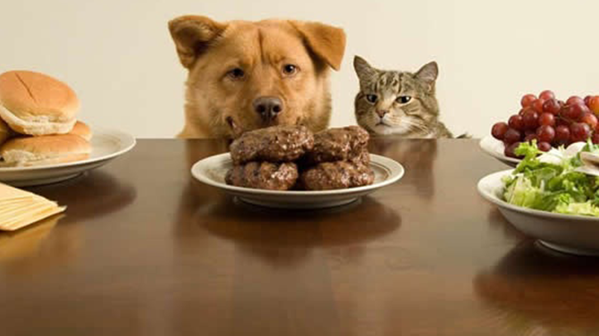 Cinco Alimentos Que No Debes De Darle De Comer A Tu Perro ¡la 5 Es Mortal