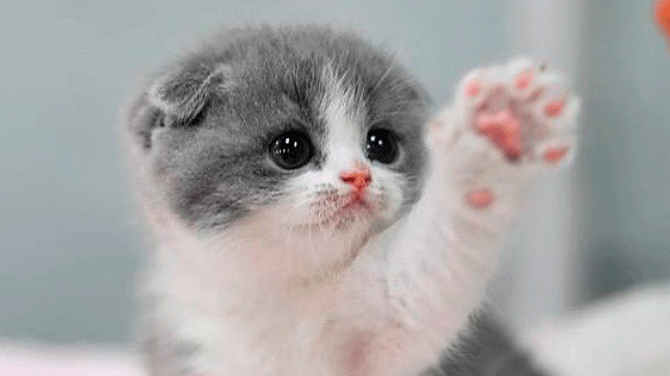 10 pasos para bañar a tu gatito y no fallar en el intento
