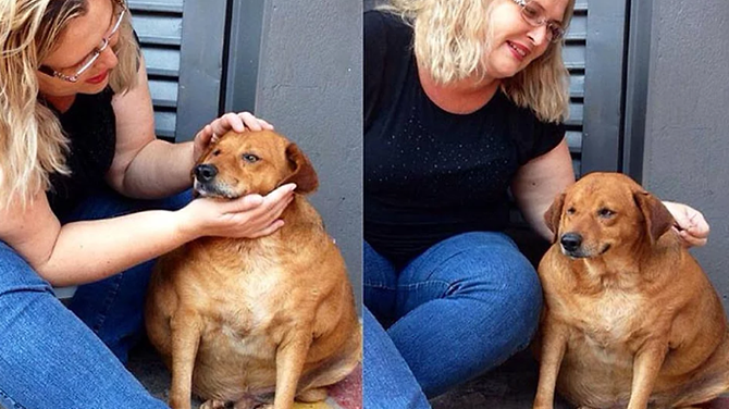 Este perrito con obesidad mórbida fue rescatado de las calles. ¡Mira su ...