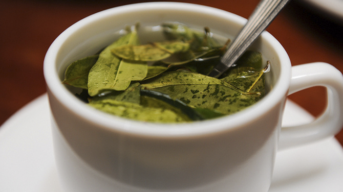 ¿Qué es lo que contiene la hoja de coca?