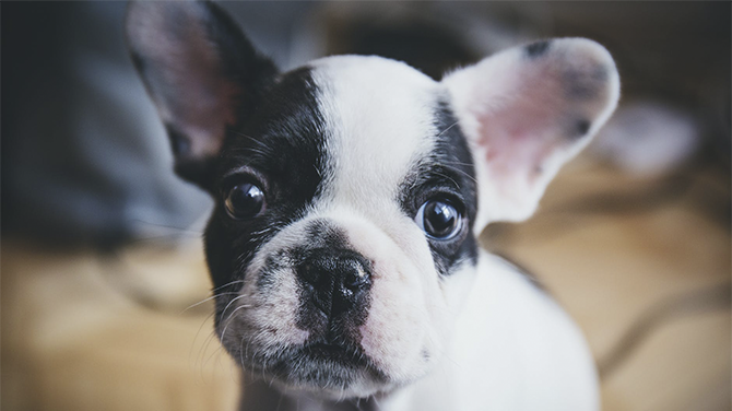 ¿Sabes qué significa que tu perro levante sus orejas? Aquí te contamos