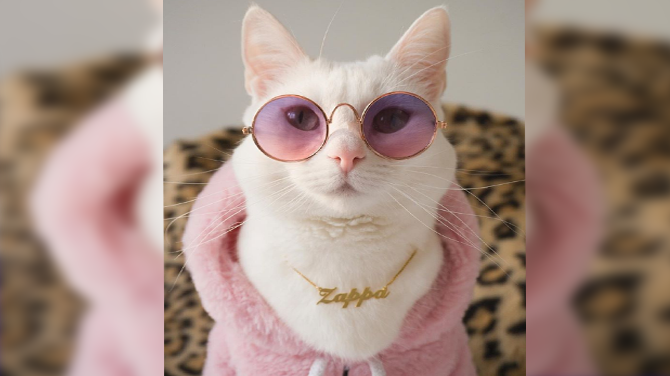 Conoce a la gata más regia y glamorosa de Instagram que se inspira en ...
