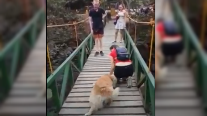 Perro tiene miedo a cruzar puente colgante, pero su dueña conmueve al ...