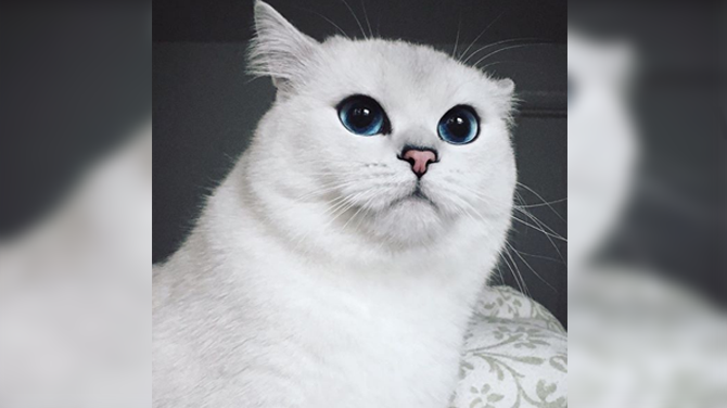Día del Gato: conoce a Coby, el hermoso gatito con ojos “delineados”