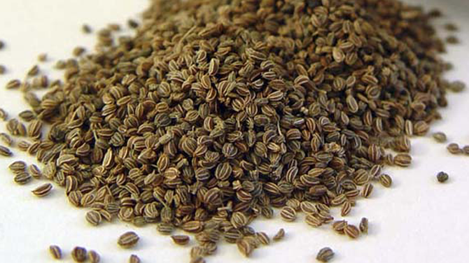 7 increíbles beneficios de las semillas de apio que seguramente no conocías