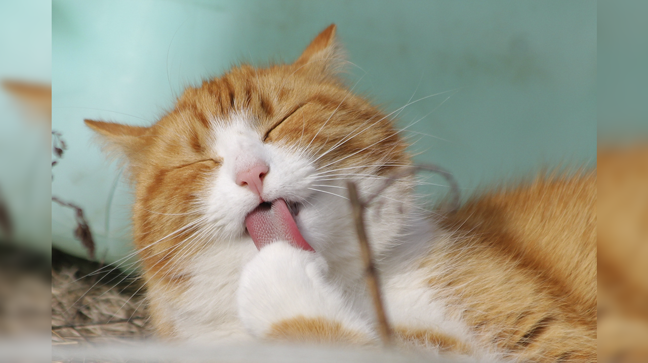 Todo lo que debes saber acerca de la lengua de los gatos