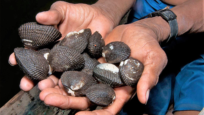 ¡Atención! Se prohíbe el consumo de conchas negras en el Perú