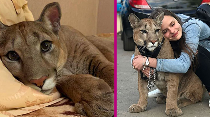 Puma rescatado de zoológico vive como un gato engreído