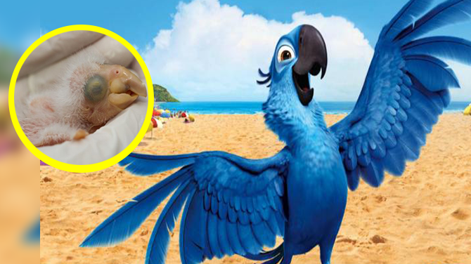 Nace pichón casi extinto de guacamayo azul y el mundo estalla de felicidad