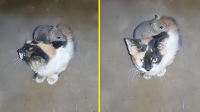 Gato se hace mejor amigo de un ratón ¡Hasta lo pasea en su espalda! [VIDEO]