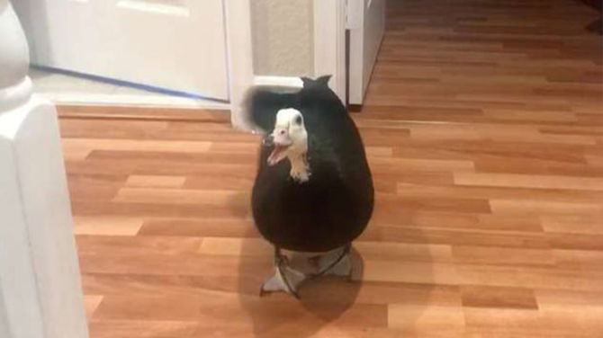 Conoce al pato que se emociona al máximo cuando llega su dueña