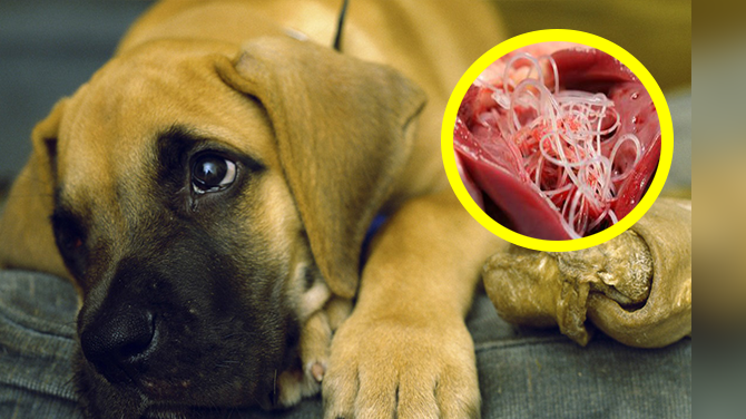 Perros: ¿Qué es la enfermedad del gusano del corazón y cómo puedo ...