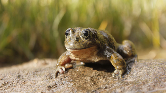 Ayacucho: hermosa rana acuática es redescubierta por investigadores ...