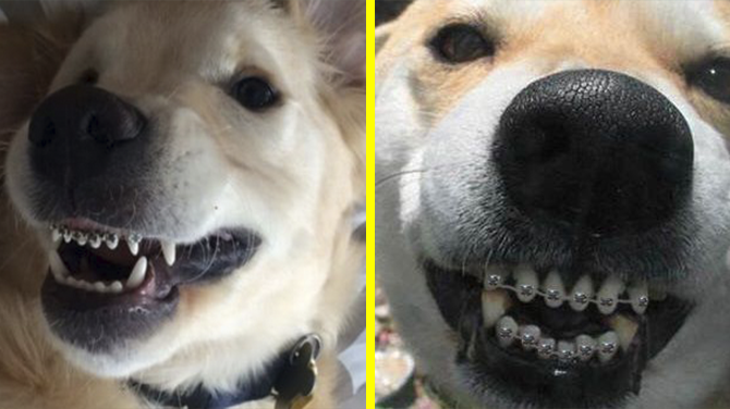 ¿Sabías que existen los brackets para perros?