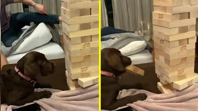 Perro derrota a jóvenes en Jenga y es la nueva sensación en Facebook ...