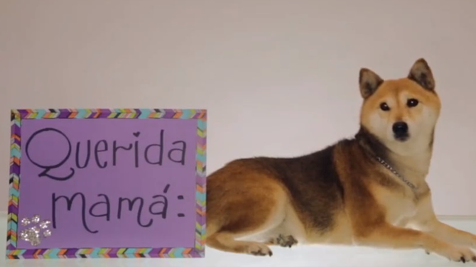 Carta de un bebé perruno a su mamá en su día