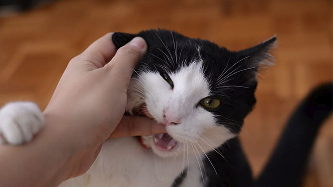 ¿Cómo saber si mi gato tiene rabia? Sigue estas recomendaciones