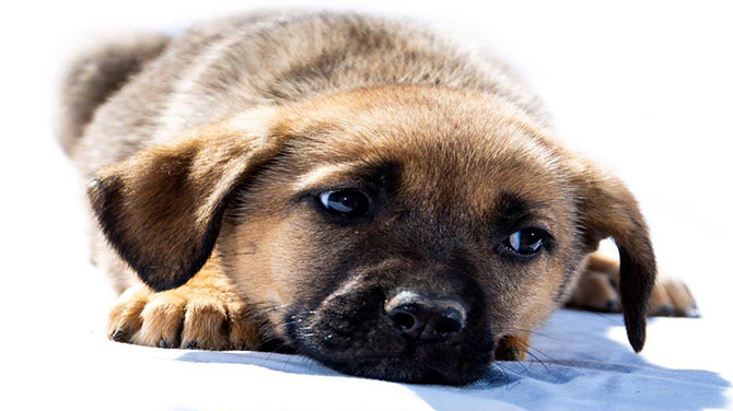 Los 5 perros sin razas más hermosos de Internet, ¡Adopta, no compres!