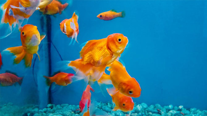 ¿Cómo tener la pecera ideal para tus peces? Aprende 8 pasos fáciles