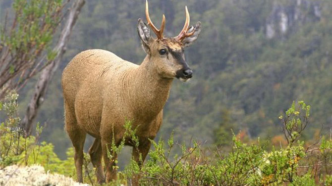 Avistamiento de ciervos andinos en peligro de extinción en Chile