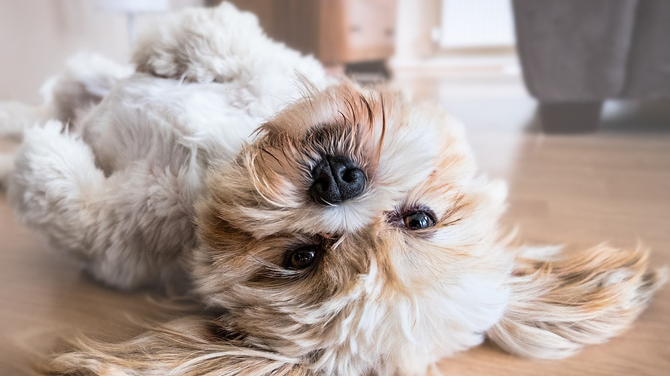 6 posiciones de dormir y su significado en el estado de ánimo de los perros