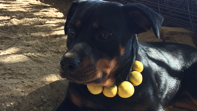 ¿El collar de limones para perros ayuda a curar el moquillo? [VIDEO]
