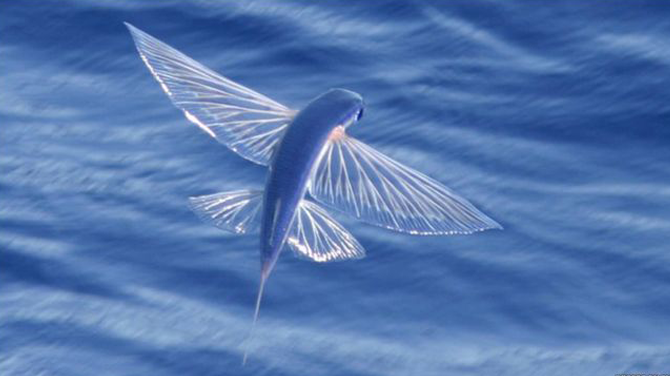 Conoce 3 maravillosas especies de peces voladores