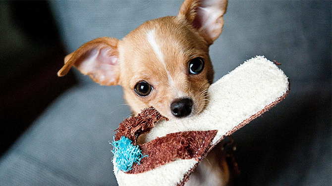 4 Razas de perros toy o miniatura que te fascinarán