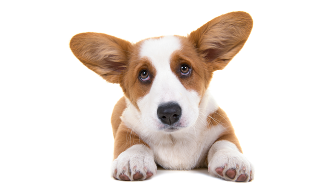 ¿Por qué tu perro te pone una mirada tierna?