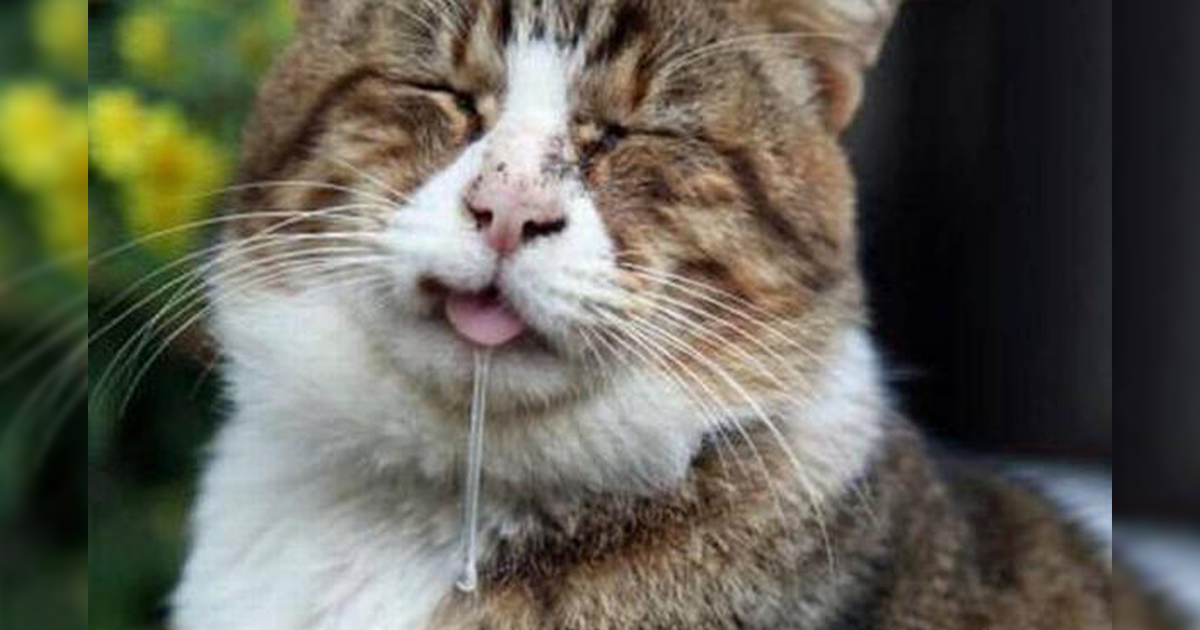 Si tu gato babea es momento de tomar acción ¡Entérate por qué!