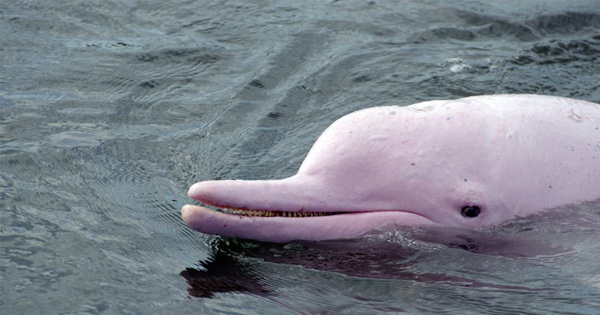 El delfín rosado está en la lista de animales en peligro de extinción ...