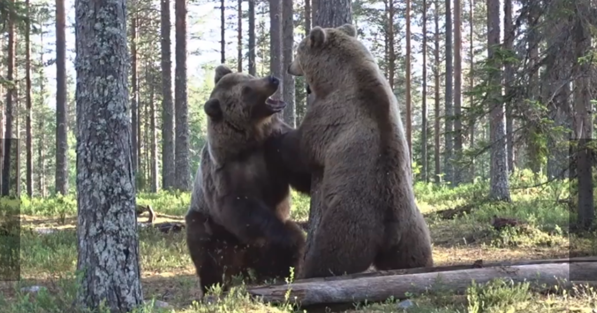 Mira esta tierna pelea de osos que se hizo viral en todo el mundo [VIDEO]
