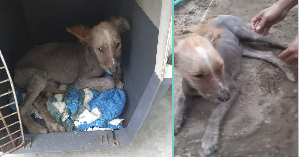 Este perrito se encuentra con una patita rota y necesita apoyo ...