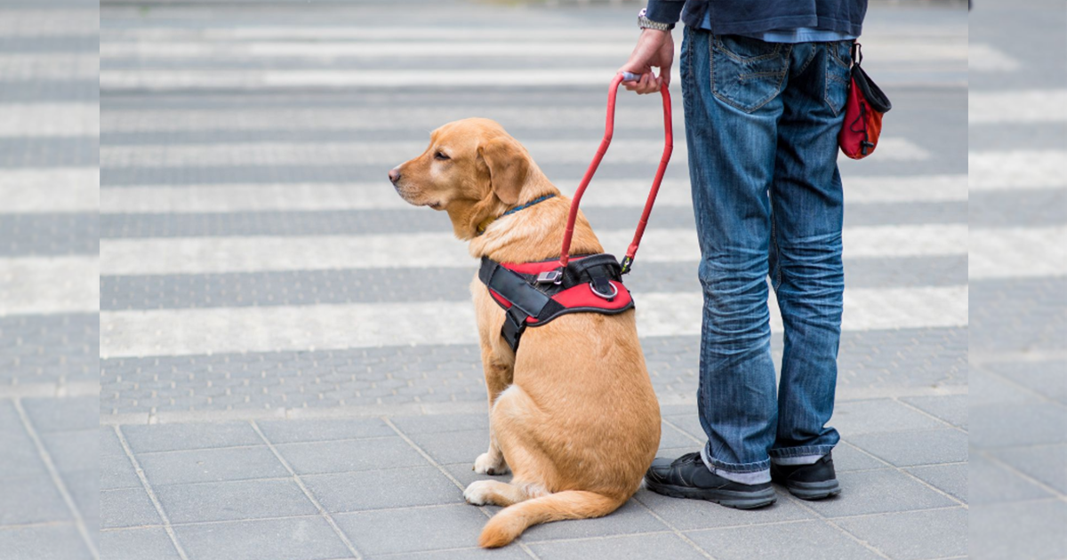 ¡Increíble mensaje! Conoce la gran labor de los perros guía