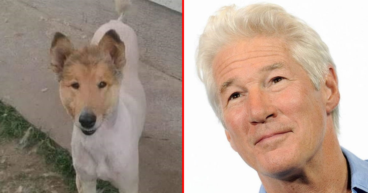 Perrito tiene gran parecido al actor Richard Gere y causa furor en las ...