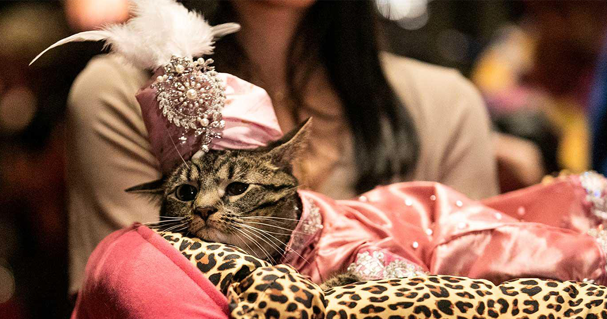 ‘Mewdels’: el desfile de moda de los gatos que impulsa la adopción [FOTOS]