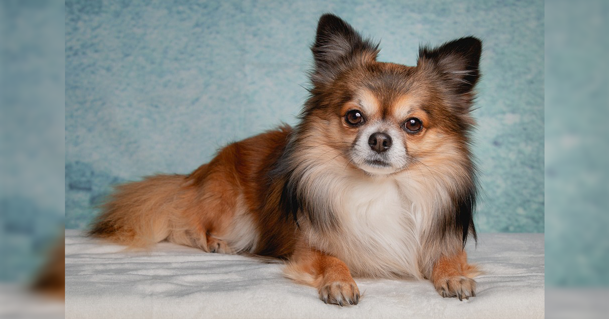 Mexicanos crean casas para perros y gatos inspirados en la cultura maya