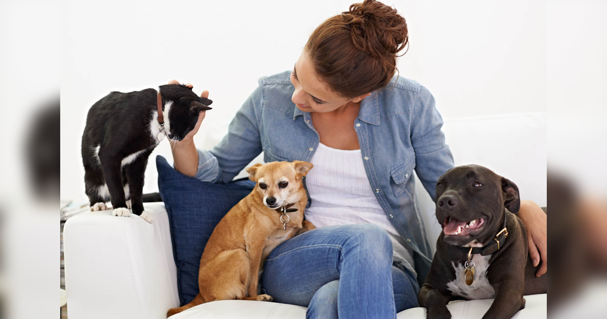 ¿Te encantan las mascotas y quieres tener varios en casa? Sigue estos ...