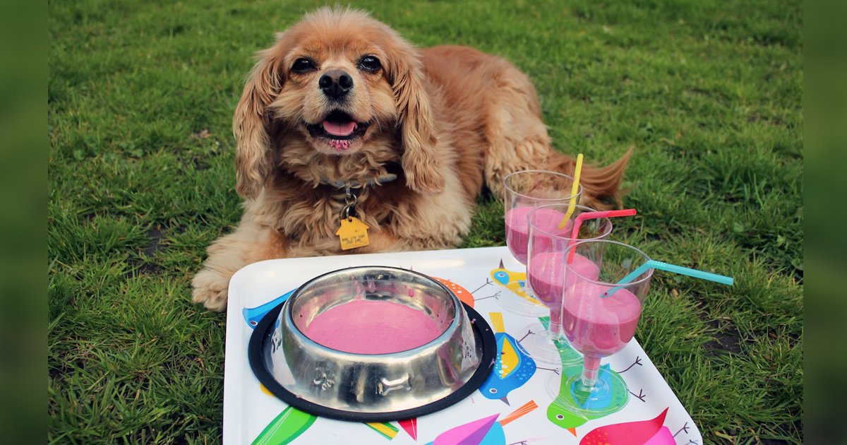 Recetas sanas y nutritivas de smoothies que puedes preparar a tu perrito