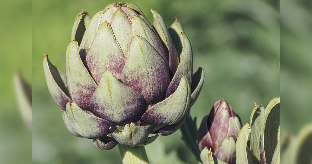 Alcachofa: Propiedades y beneficios del superalimento que te cuida