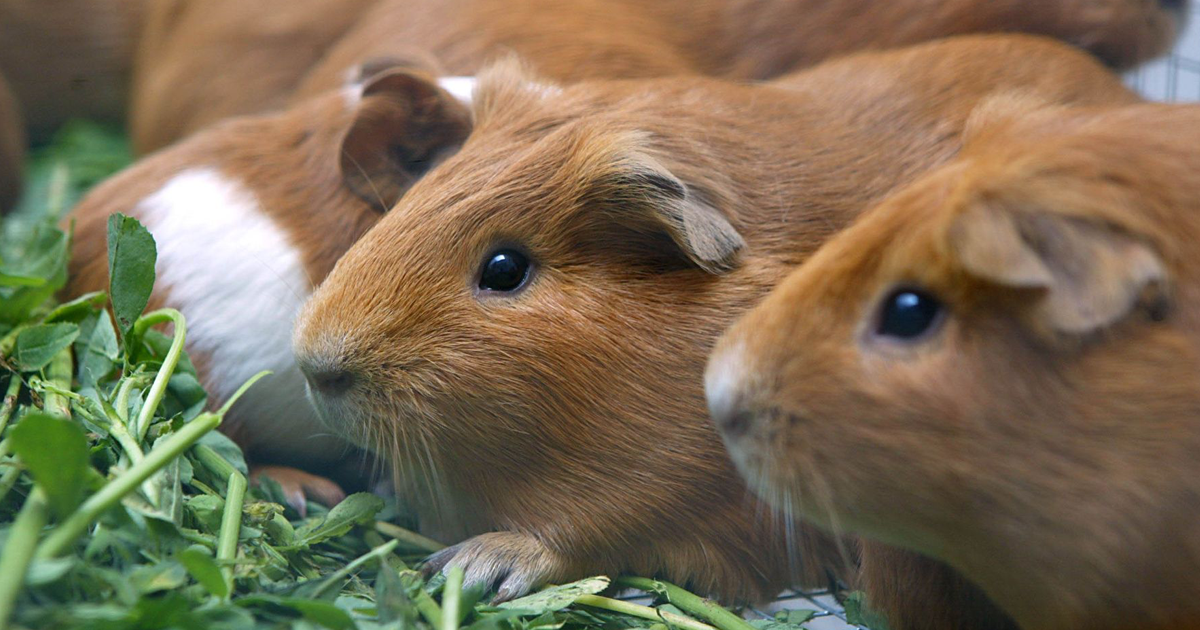 ¿Sabías que la carne de cuy tiene un gran valor nutricional?