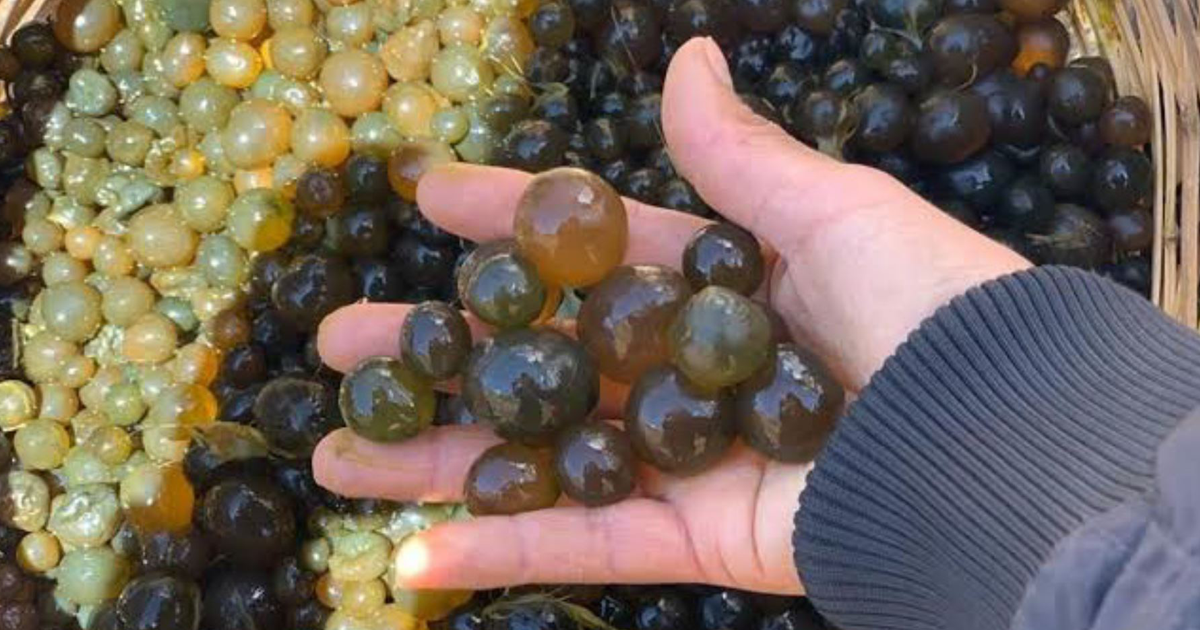 Cushuro: el superalimento eficaz contra la anemia y desnutrición infantil