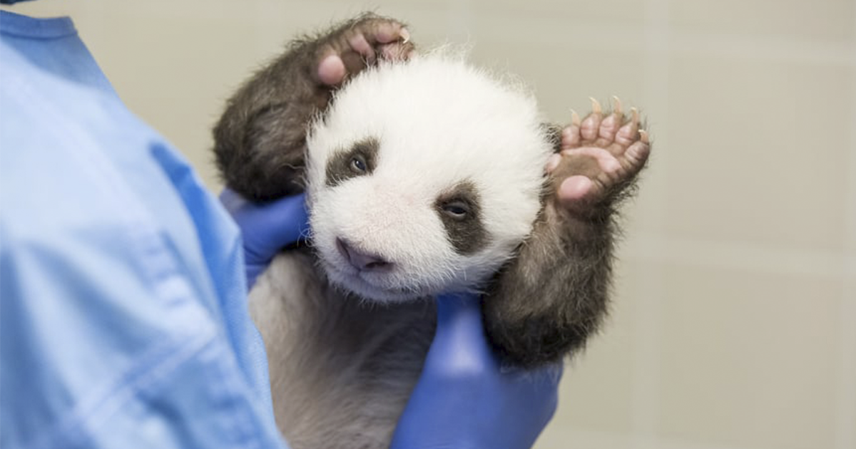 Osos pandas nacen en zoo de Berlín y conmueven a miles en Facebook