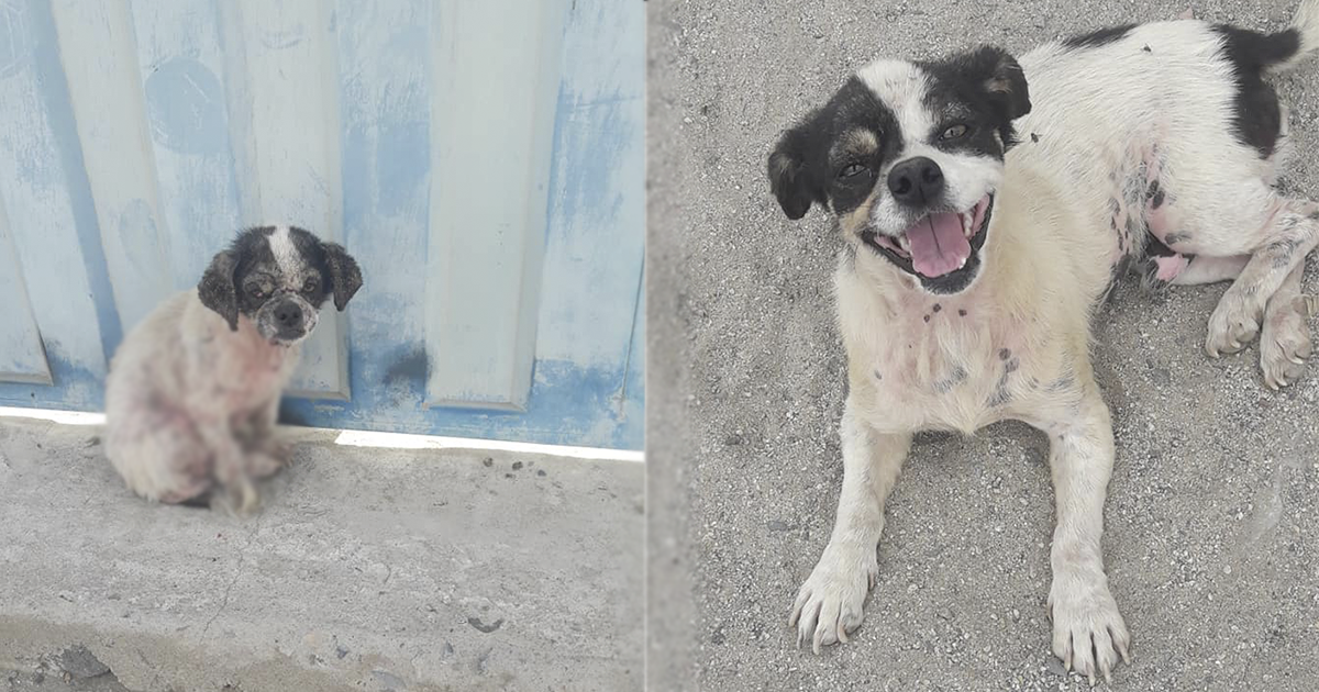 Perrito fue rescatado y agradece con una hermosa sonrisa