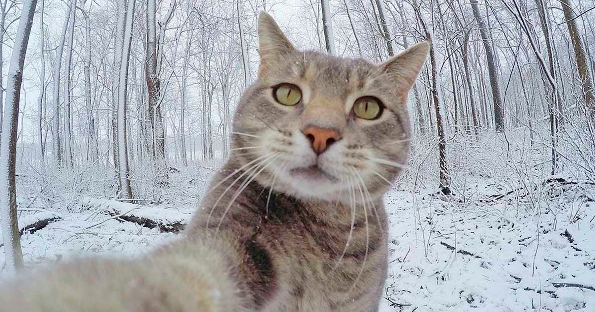 El "gato selfie" que triunfa en redes sociales