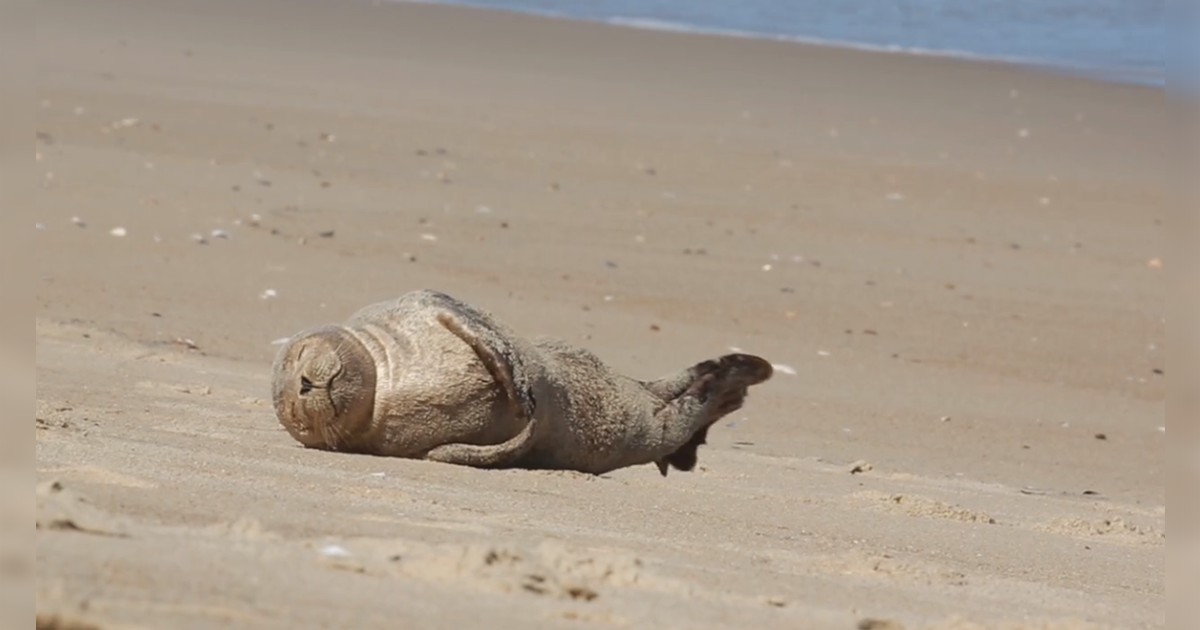 Foquita bebé conmueve a miles con tierna manera de dormir a orillas de ...
