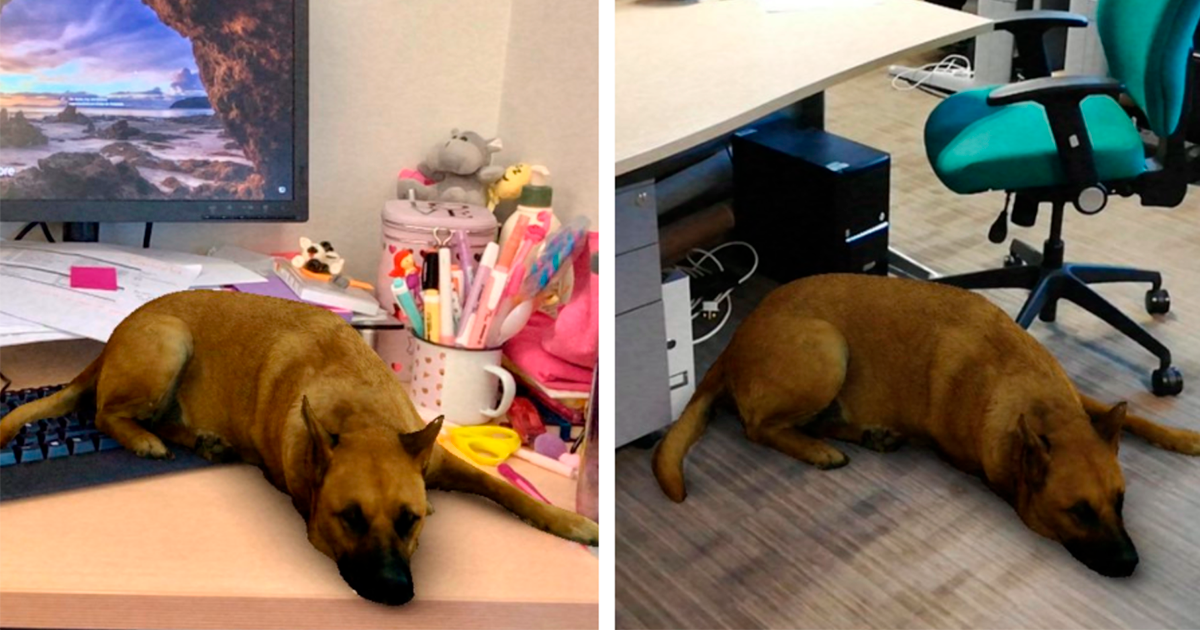 Sasha Dog: Las bromas más virales del perro de Instagram [VIDEO]