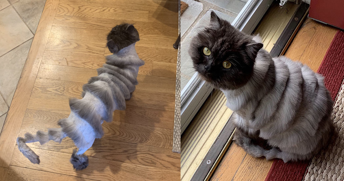 Humano llevó a su gato a peluquería y su corte se volvió viral [FOTOS]