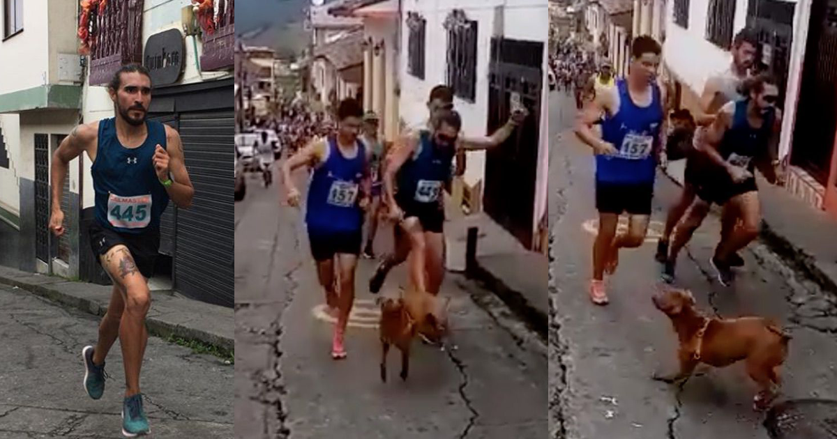 Atleta patea a perrito porque le impedía seguir corriendo y pierde ...